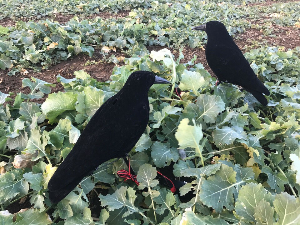 PECKING CROW DECOY MOTORISED 6V ULTRA REALISTIC HIGH DEFINITION DECOY ...