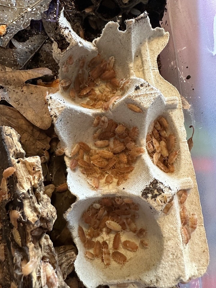 100 Red Calico 100 Orin calico 100 calico 100 Dalmation Isopods | eBay