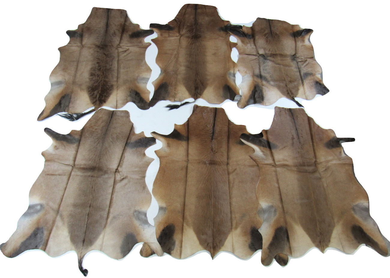 Deer Skin African Red Hartebeest Skin buck skin African Deer Skin ...