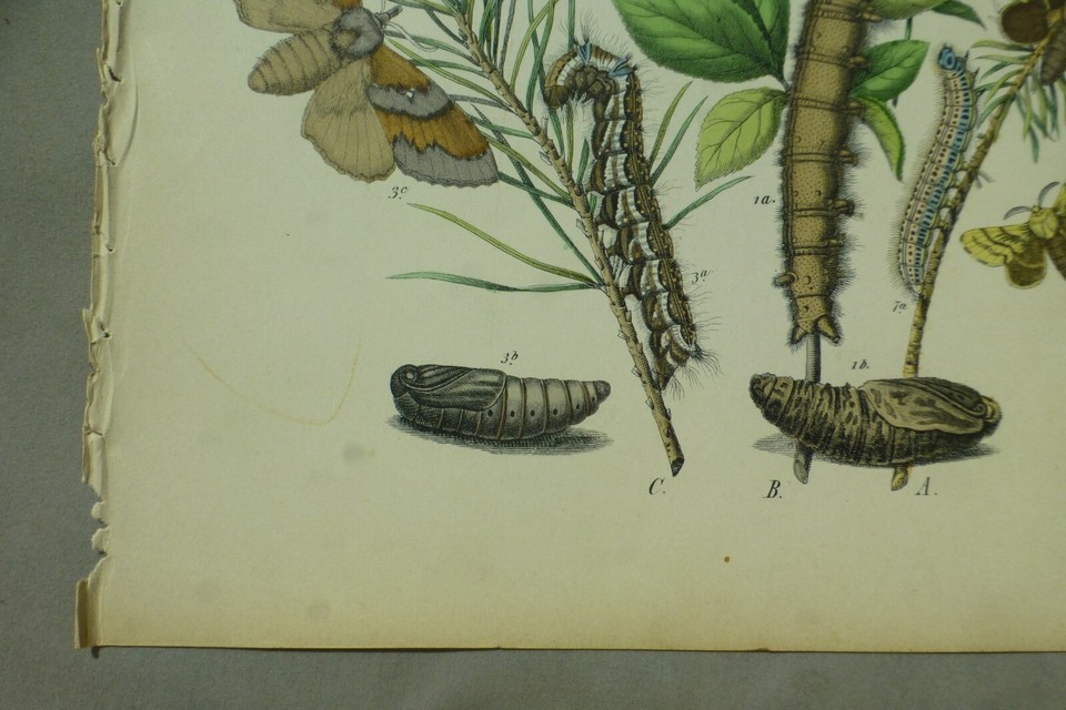 #28 Kirby Butterflies & Moths LAPPET Moth Hand Coloured Engraving ...