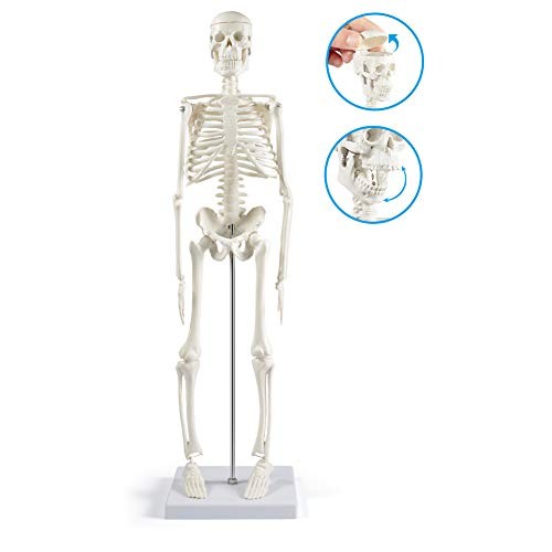 Human Skeleton Model for Anatomy: with Movable Arms 17” Human Skeleton ...