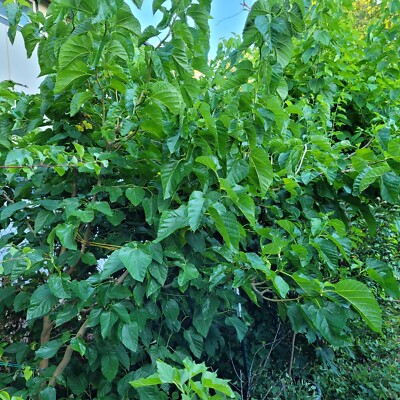 6 Fresh Unrooted Cuttings Contorted Mulberry Morus alba 'Unryu' 4"-8 ...