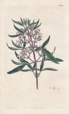 Sandfly Zieria Flower Australia Botany Engraving Copperplate Curtis ...