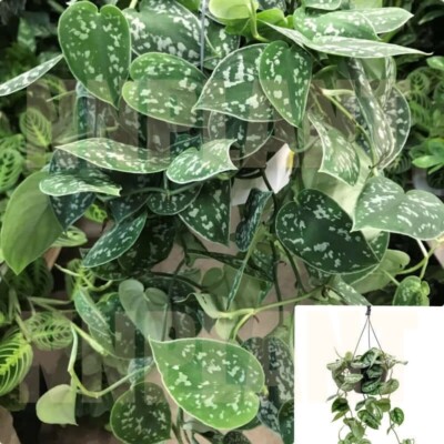 Pothos Satin 4inches Silver Philodendron gray Plant Pothos Silver Live ...