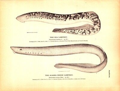 SEA LAMPREY, ALASKA BROOK LAMPREY Antique Fisheries engraving 1884 | eBay