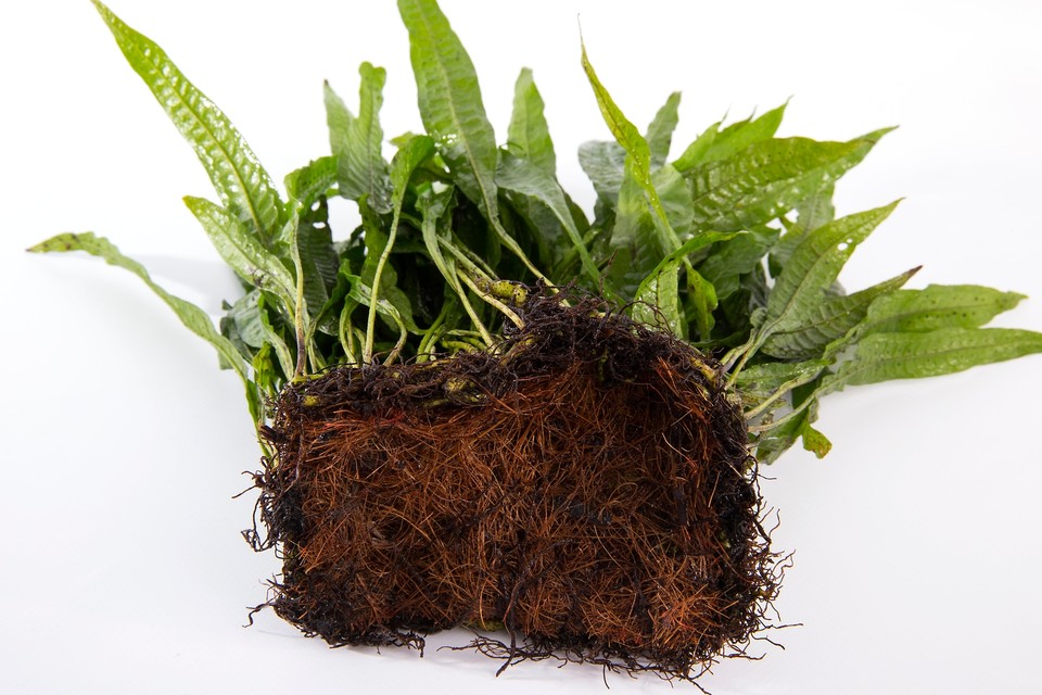 Java Fern Half Mat - Tropical Water Live Aquarium Plants | eBay UK