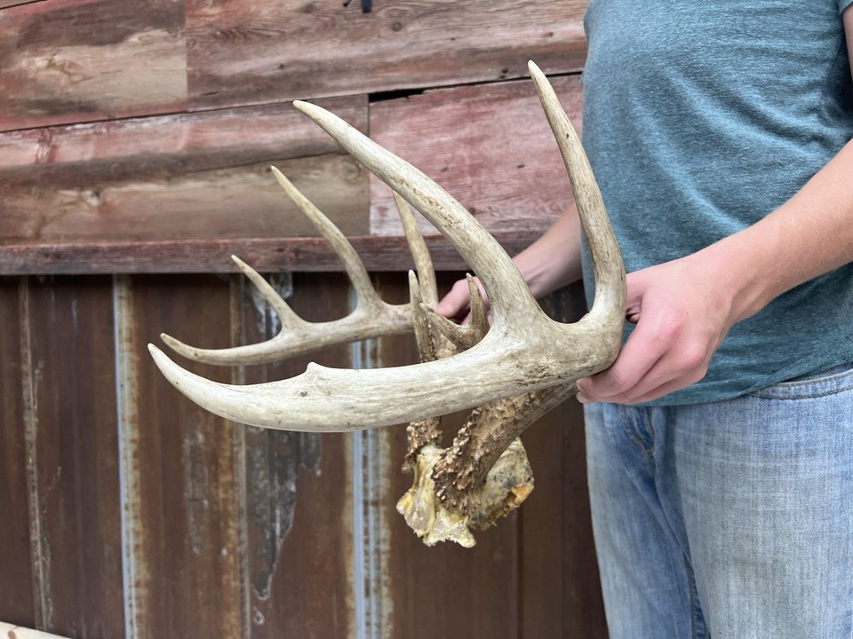 Huge 143” 5x4 Wild Iowa Whitetail Deer Rack Antler Taxidermy European ...