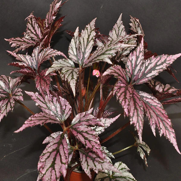 Begonia Benitochiba 5 seeds, Begonia plant, begonia seeds, shrub ...