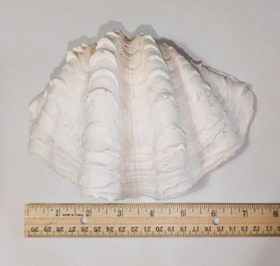 Natural beauty! Ruffled clam shell 7.5", aquarium safe | eBay