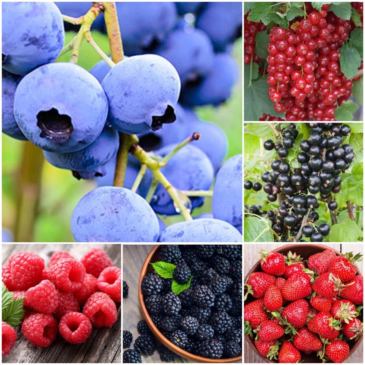 Strawberry Blackberry Blueberry Berry