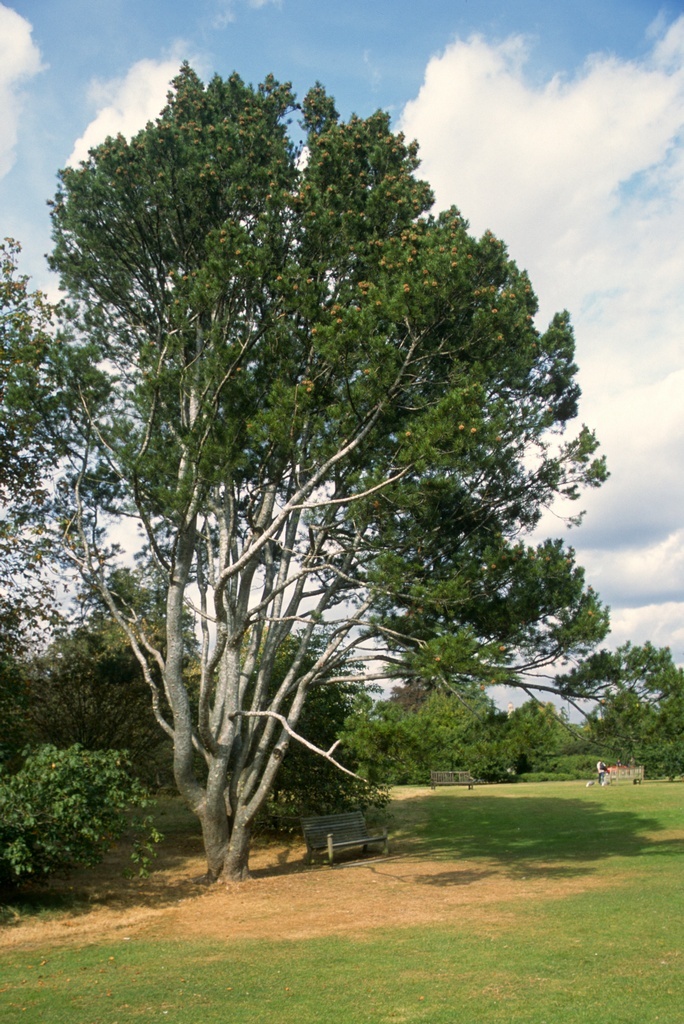 Lacebark Pine, Pinus bungeana, Tree Seeds (Showy Hardy Evergreen ...