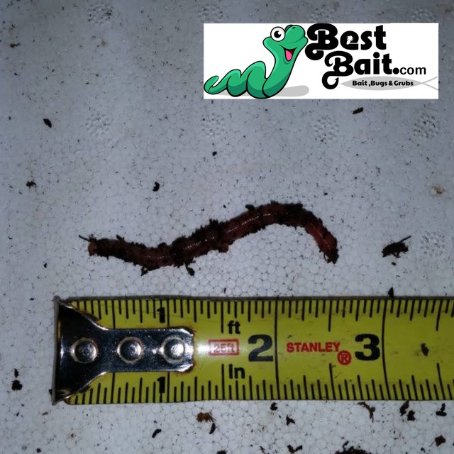 Worm Shocker's live Night-crawlers worms fishing bait catcher electric ...