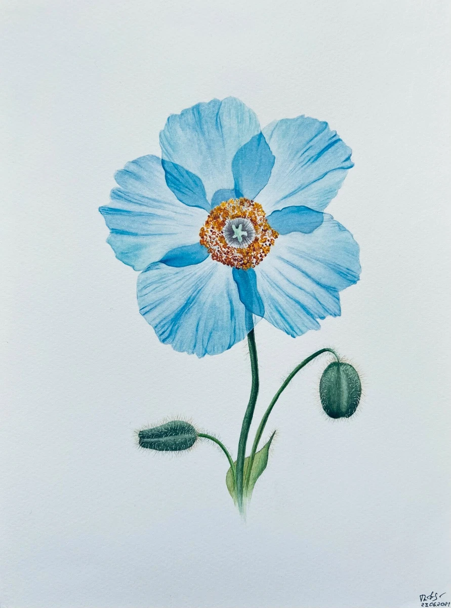 Blue Poppy Flower Painting