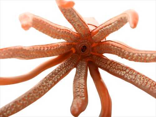 Giant Squid Figure Soft Model Figure Favorite Deep Sea Creatures ...