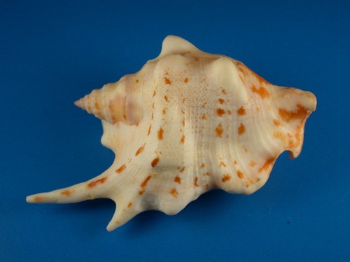 Strombus taurus, Excellent Pattern, Heavy Shell, 87.0mm, Guam Shell | eBay