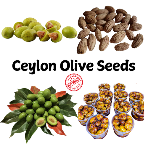 Ceylon Organic Olive Weralu Seeds dried Elaeocarpus for Planting F ...