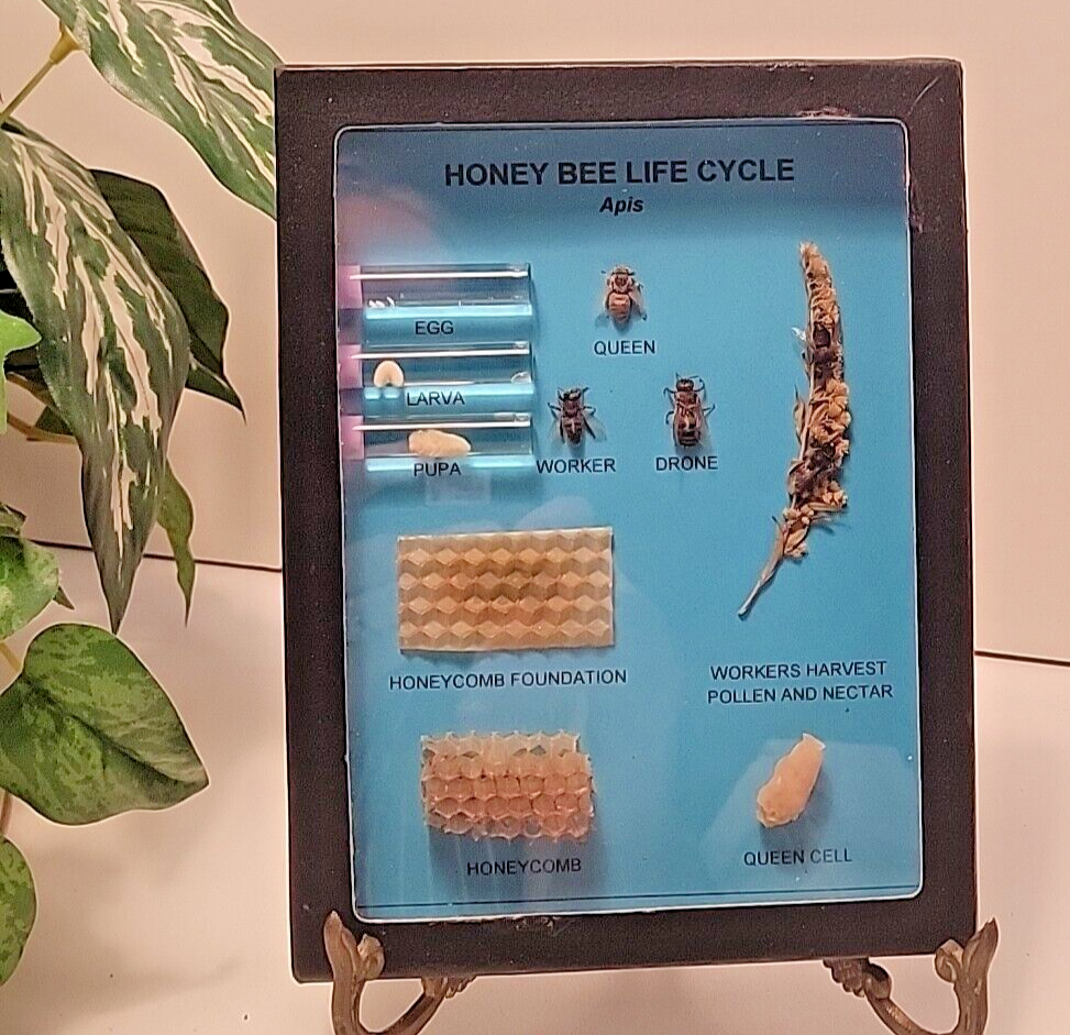 Vintage Life Cycle of Honey Bee Specimen, Boxed Stages Of Real Bees | eBay