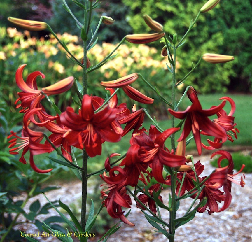 RED VELVET HUMMINGBIRD LILY FLOWER BULBS 4-5 FT TALL PERENNIAL LIVE ...