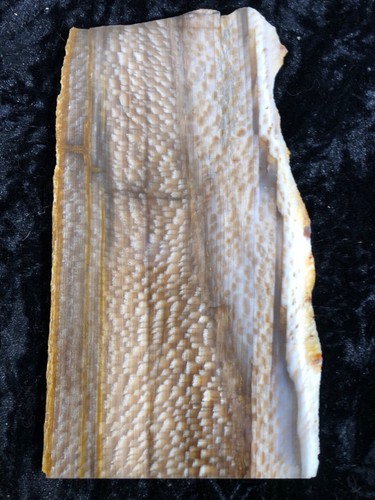 Polished Petrified Longitudinal Cut Sycamore Badger Pocket, Washington ...