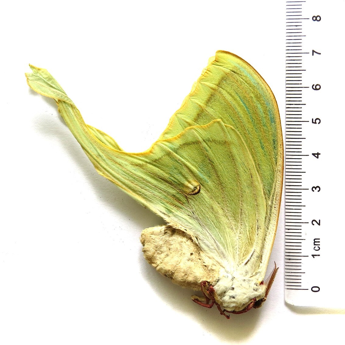 FEMALE insect real big butterfly / moth saturmiidae silkworm Actias ...