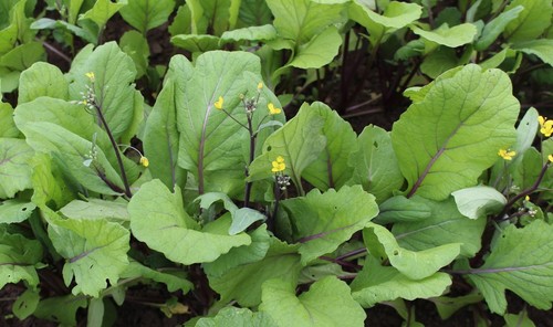200+Purple Choy Sum seeds Hon-Tsai Tai Kosaitai Chinese Flowering ...