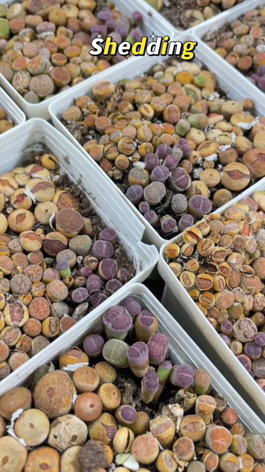 Mixed 50pcs+ Colourful Lithops, Lithops in 7cm pot, Living Stones ...