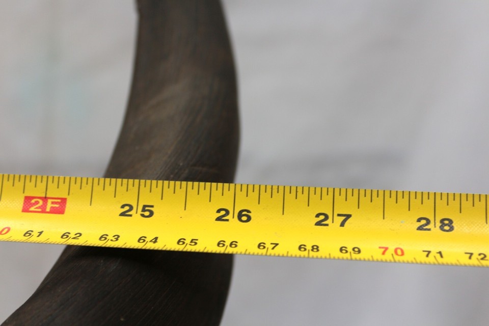 Addax Kudu Shoulder Mount Taxidermy AKA Screw Horn Antelope, Sahara -52 ...