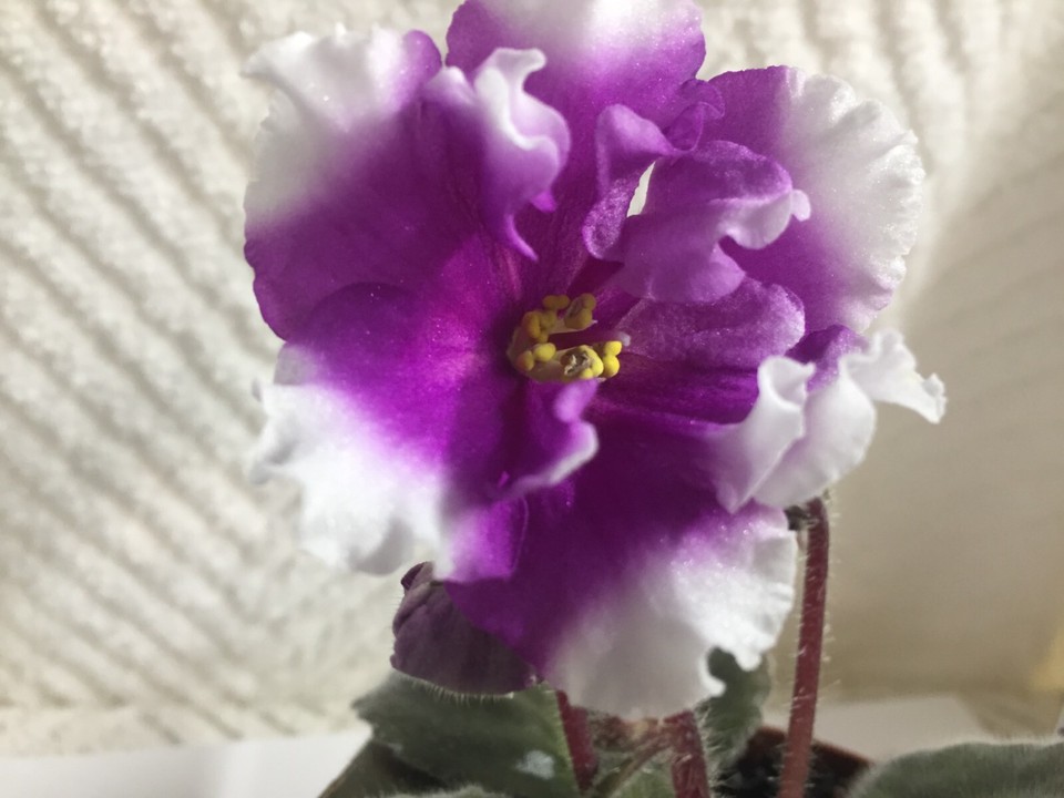 Cherry Delight African Violet Starter Plant | eBay
