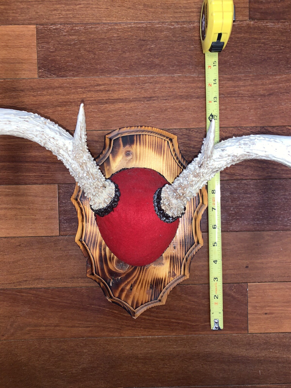 10 point whitetail deer antlers mounted | eBay