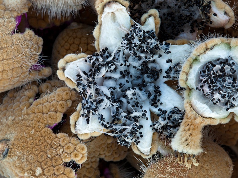 20 Seeds Pachycereus pringlei Mexican Giant Cardon Gigante Elephant ...