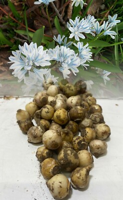 200 PUSCHKINIA LIBANOTICA (RUSSIAN SNOWDROP) BULBS HARDY GARDEN SPRING ...