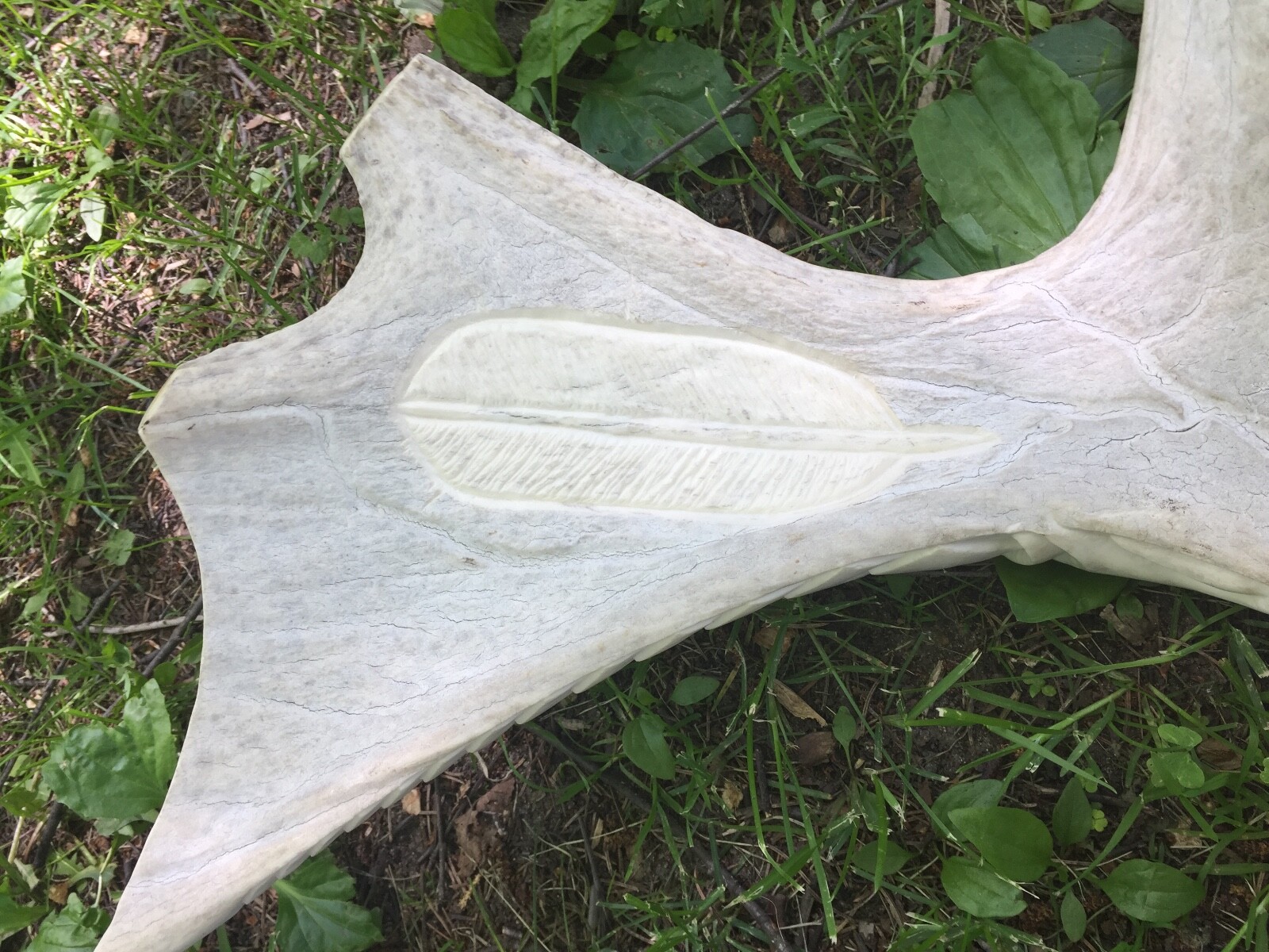 Estate - Inuit Canadian Carved Caribou Antler -Museum Quality - Huge | eBay