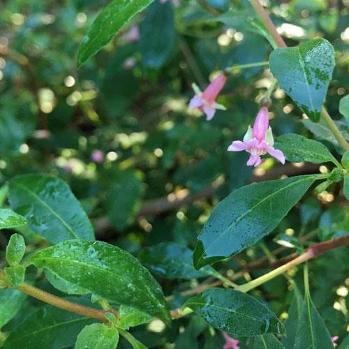 Fuchsia microphylla ssp. microphylla | Small Leaf Fuchsia | 10 Seeds | eBay