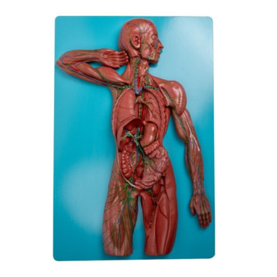 76*49*9cm/30*19*3.5" Human lymphatic system model medical anatomy ...