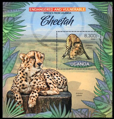 UGANDA 2016 - African Cheetah "Acionyx jubatus" (pb63908) | eBay
