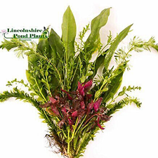 Lincolnshire Pond Plants | eBay UK Stores
