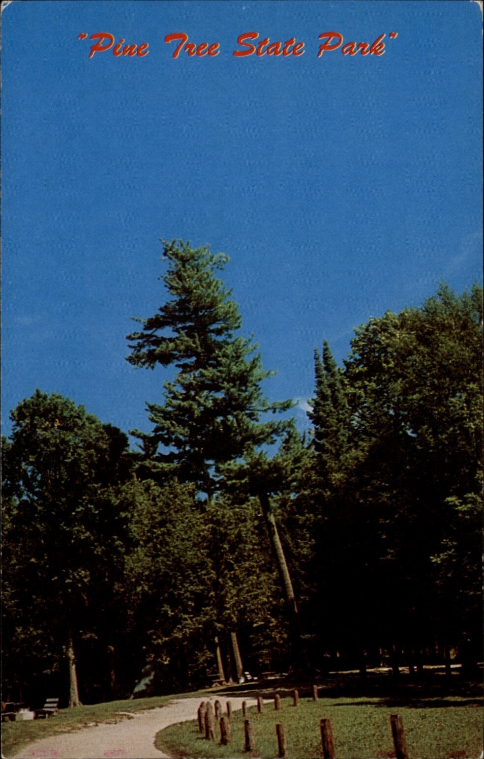 Pine Tree Region Park Blackduck Minnesota vintage postcard s789 | eBay