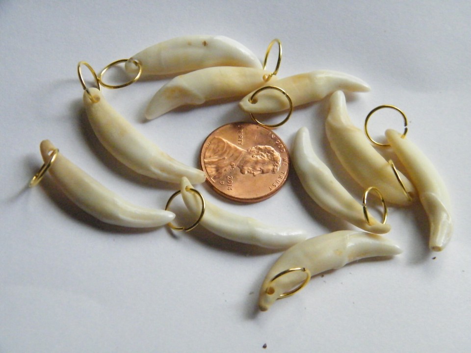 Lot of 15 COYOTE Teeth 10 Brown +5 White Eru 1"- 1 1/8" +Rings Real ...