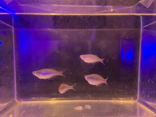 Ten Sunset Rainbow fish (M. Parva) Ten for $99 | eBay