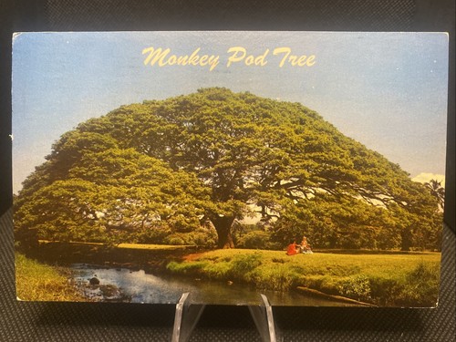 POSTCARD: Hawaiian Monkey Pod Tree H17 | eBay