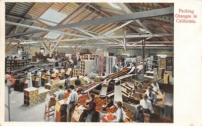 # A3136 CALIFORNIA ORANGE PACKING HOUSE POSTCARD, | eBay
