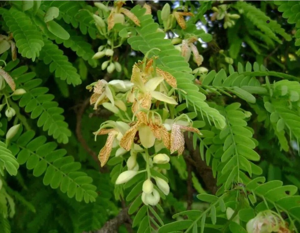 10++ Bonsai Tamarind Tree Seeds (Tamarindus indica) FreshOrganic Dwarf ...