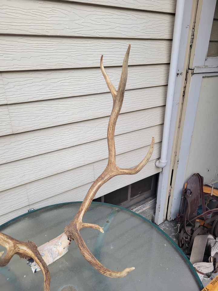 5x5 Elk Rack Antlers Horns Mount Taxidermy Man Cave Rack Cabin | eBay