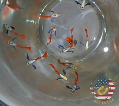 1 TRIO - Live Aquarium Guppy Fish High Quality - Platinum Dumbo Red ...