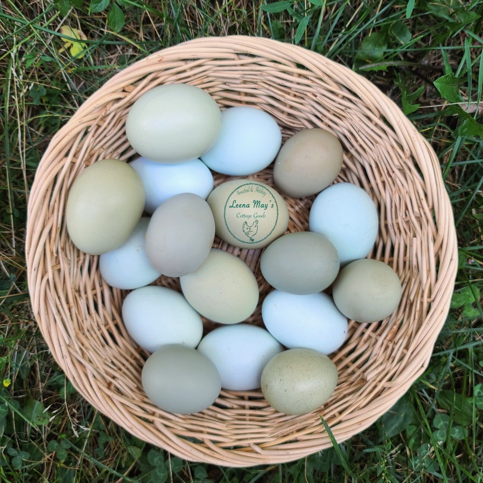 12 Sea Foam Egger Hatching Eggs NPIP Certified | eBay