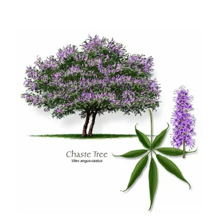 10 unrooted cuttings blue-purple Vitex agnus-castus Chaste tree to root ...