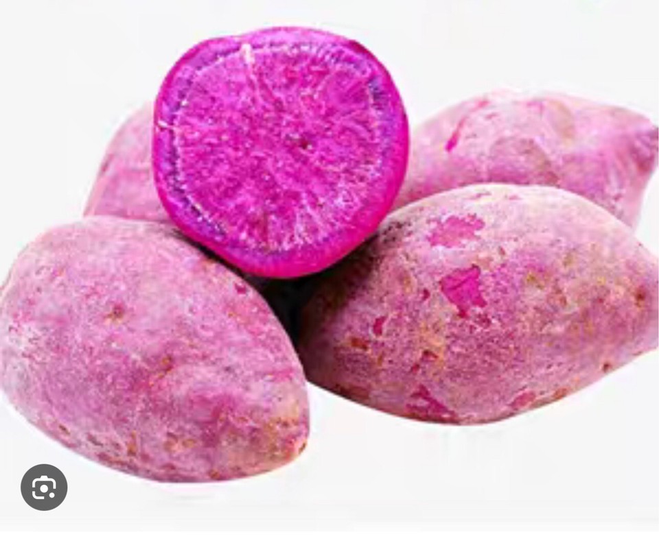 10 Purple Molokai Sweet Potato Slips/ Cuttings / Molokai Sweet Potato ...