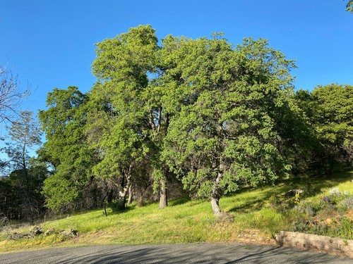 Lot of (12) 2022 Blue Oak Acorns from Sierra Foothills CA (Quercus ...