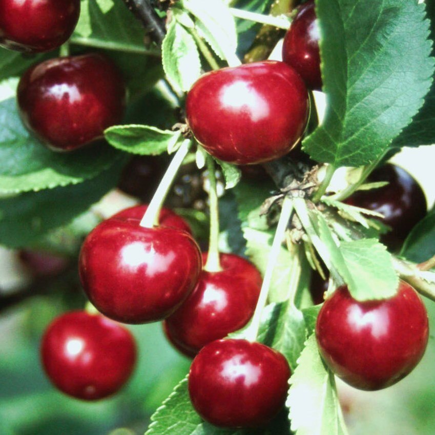 Süßkirsche Lapins Kirschbaum Kirsche Zwergkirsche Buschbaum Halbstamm ...