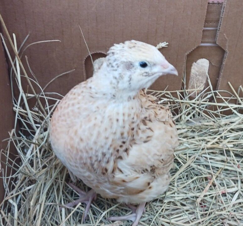 Coturnix quail hatching eggs - Jumbo Italian 12ct | eBay